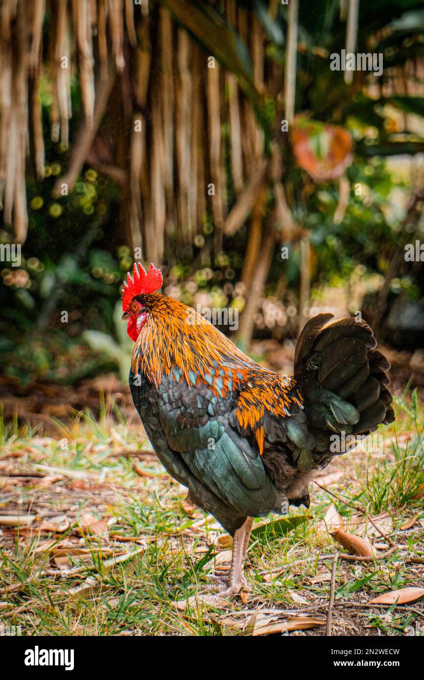 Big red rooster hi-res stock photography and images - Alamy