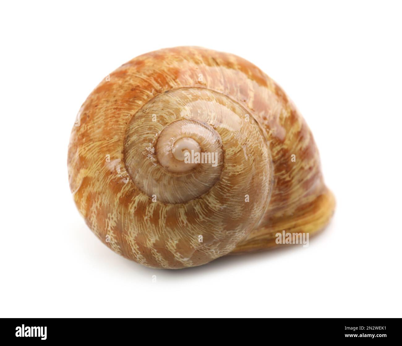 Common garden snail in shell on white background Stock Photo - Alamy