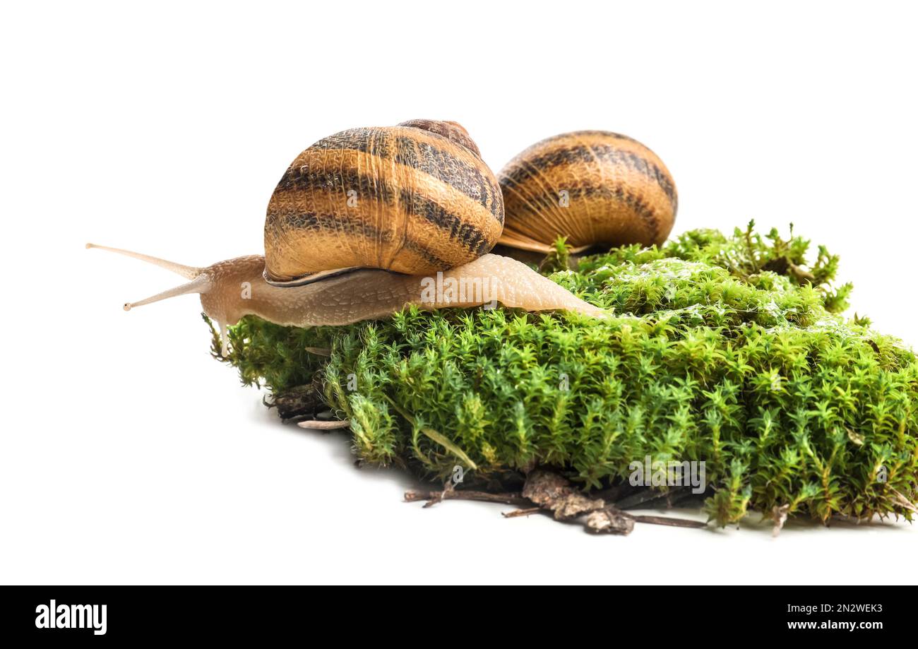Common garden snails on green moss against white background Stock Photo ...
