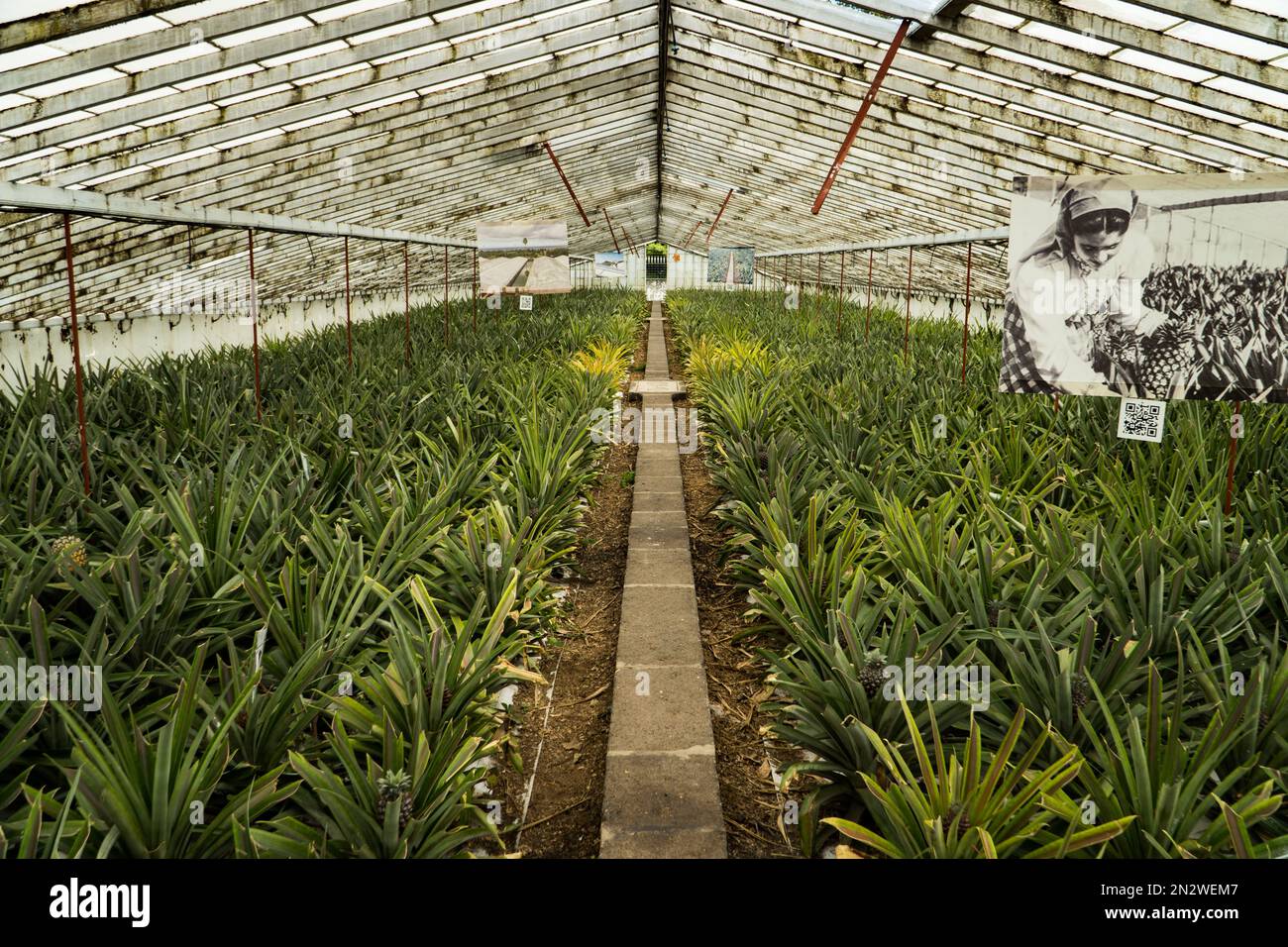 Pineapple Plantation Azores, Portugal Stock Photo - Alamy