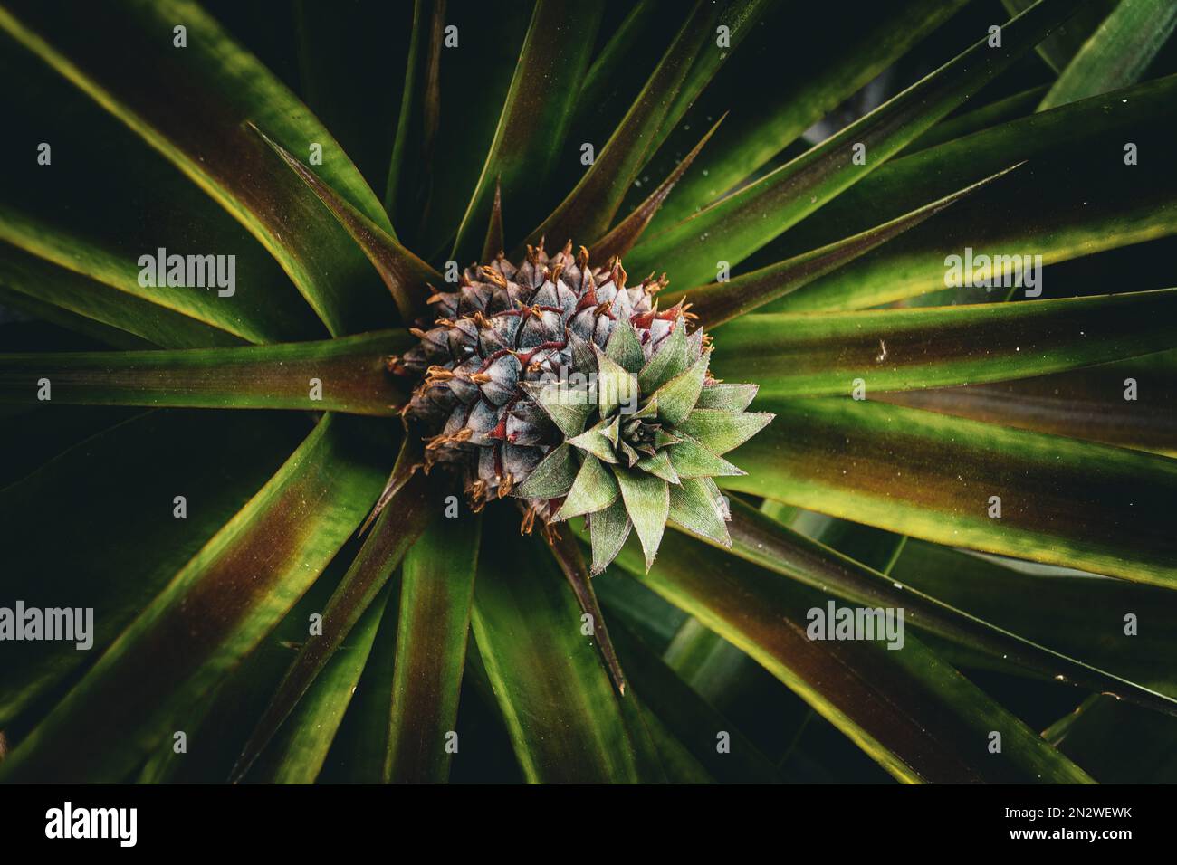 Pineapple Plantation Azores, Portugal Stock Photo - Alamy