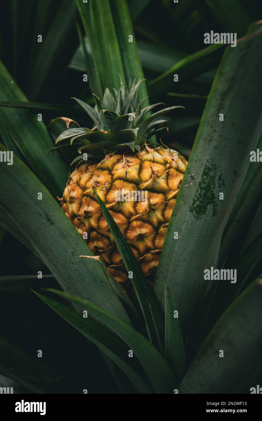 Pineapple Plantation Azores, Portugal Stock Photo - Alamy