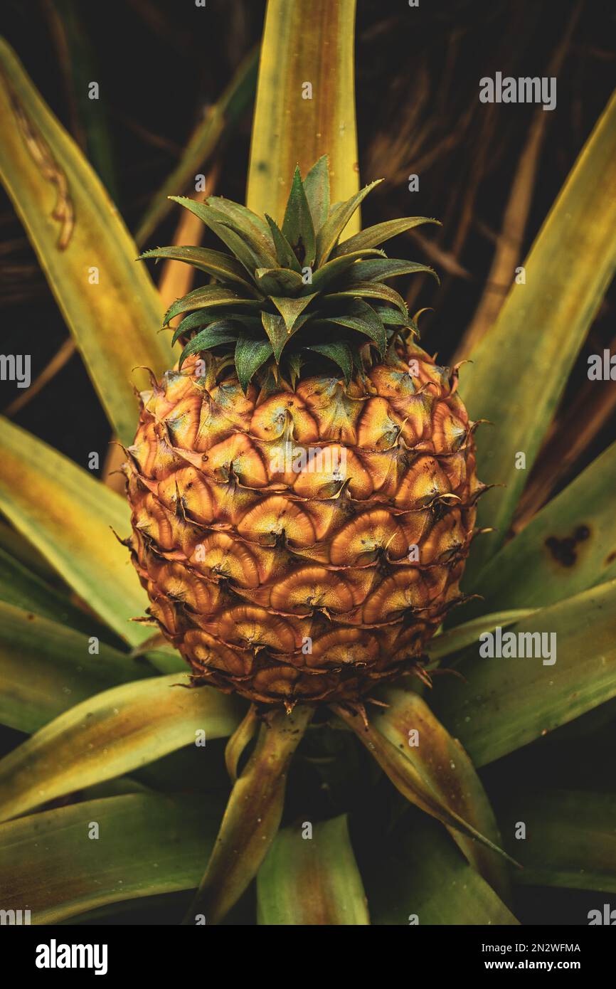 Pineapple Plantation Azores, Portugal Stock Photo - Alamy