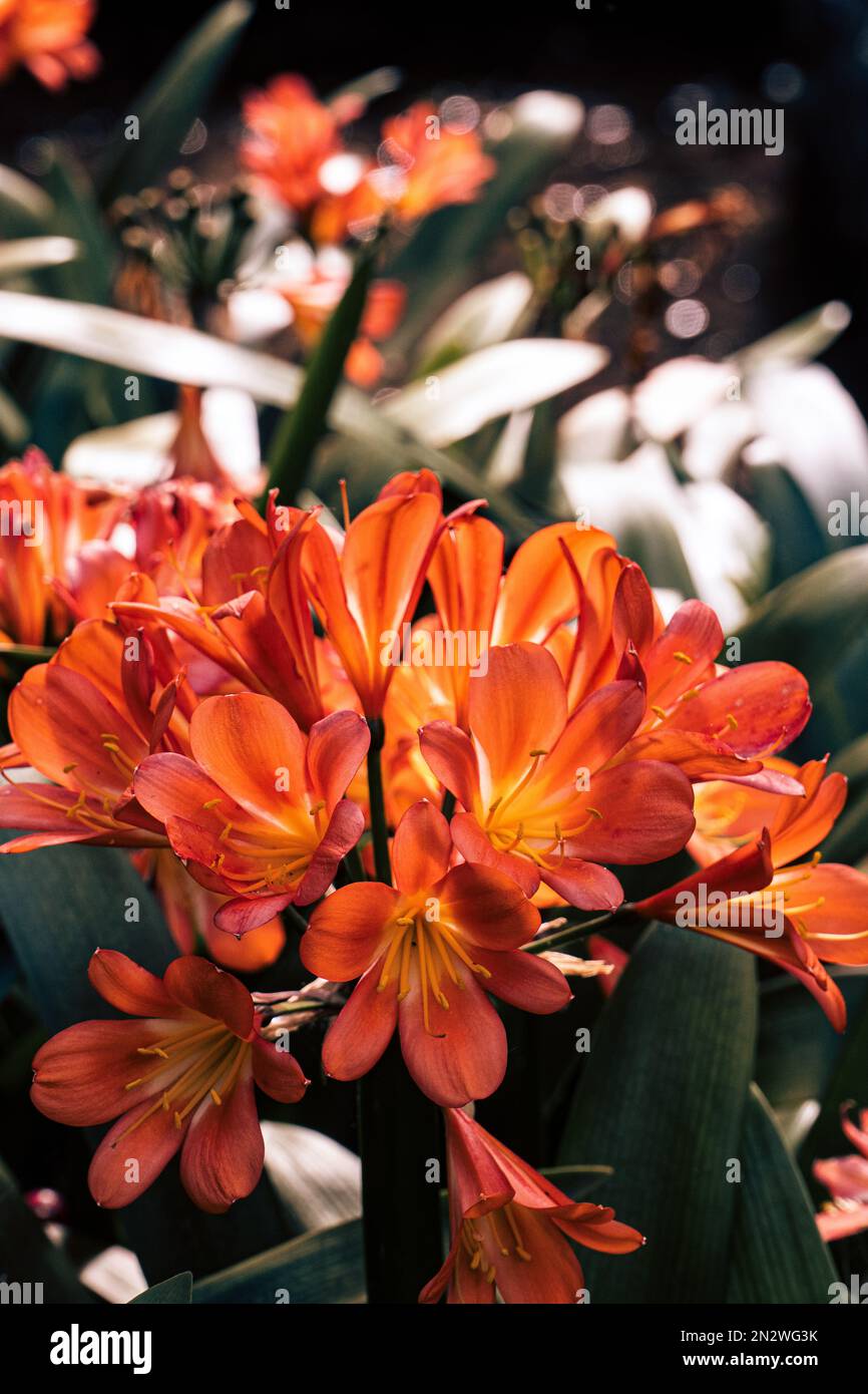 Red Orange White Flowers in Garden Azores Spring Stock Photo - Alamy
