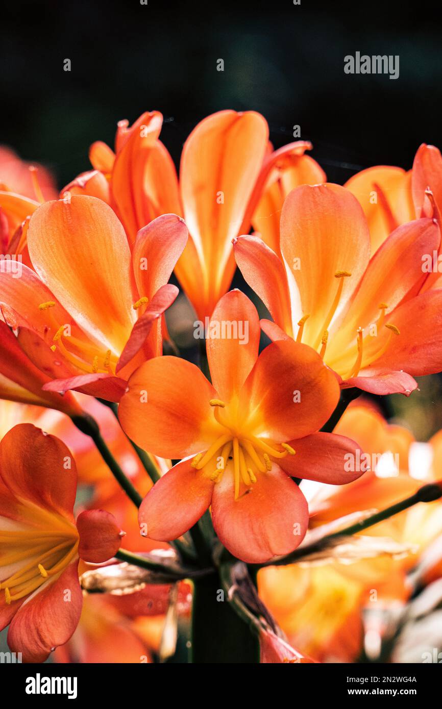 Red Orange White Flowers in Garden Azores Spring Stock Photo - Alamy