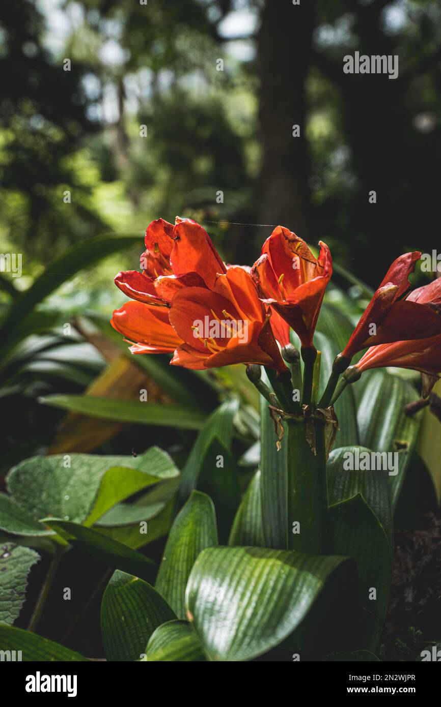 Spring flowers landscape azores hi-res stock photography and images - Alamy