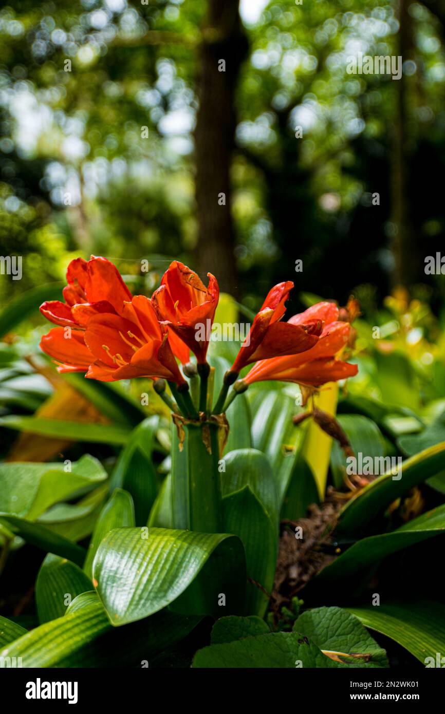 Red Orange White Flowers in Garden Azores Spring Stock Photo - Alamy