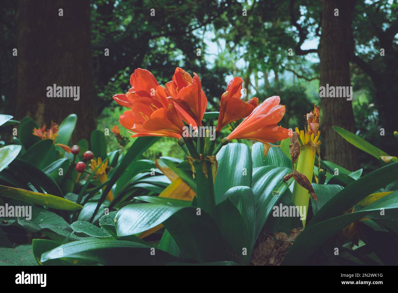 Azores orange hi-res stock photography and images - Alamy