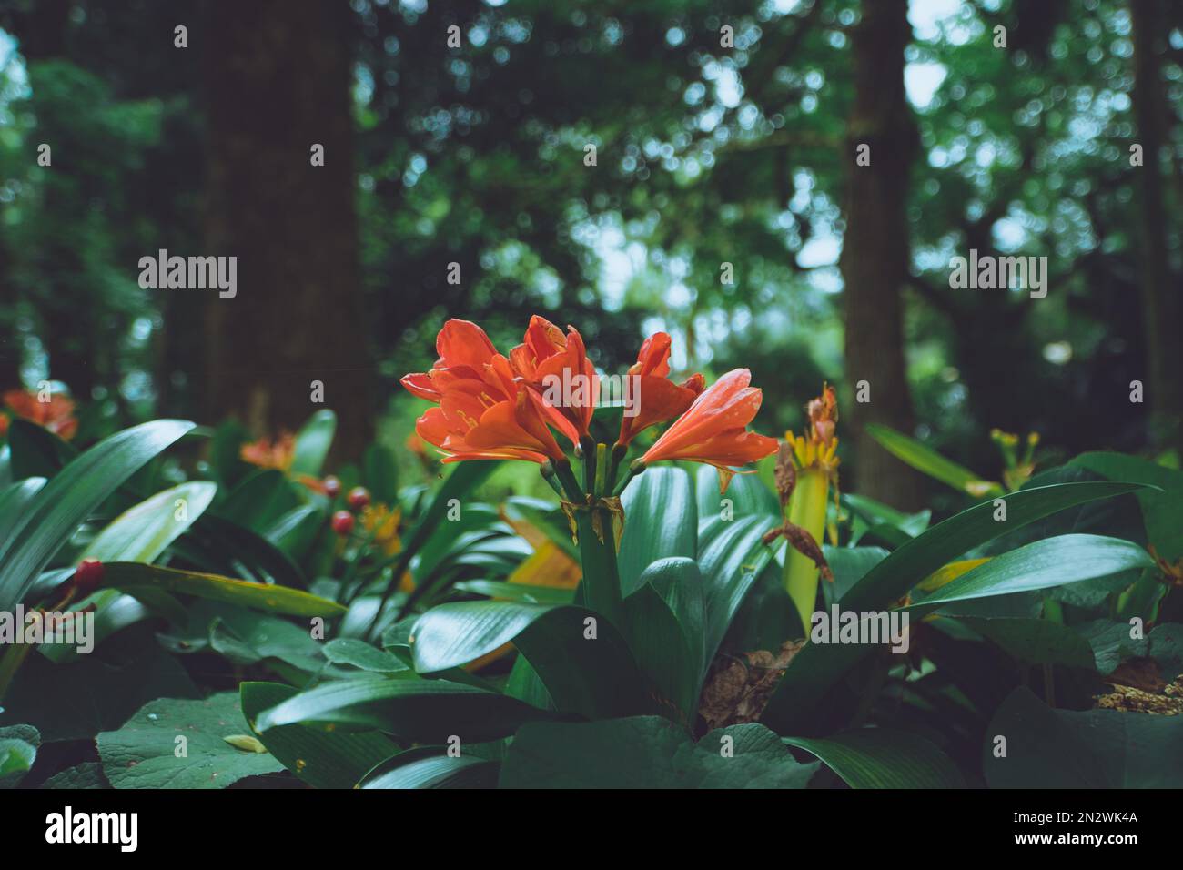 Azores flowers hi-res stock photography and images - Alamy