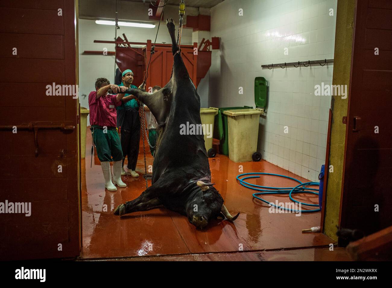 The body of a dead fighting bull is carried by butchers after it was ...