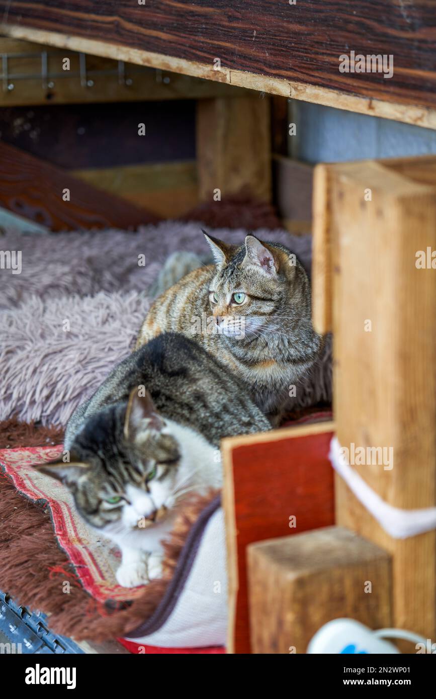 Pastoral cat hi-res stock photography and images - Alamy