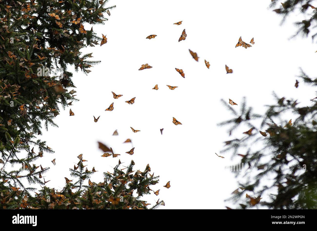 In this Jan. 4, 2015 photo, a swarm of Monarch butterflies fly between ...