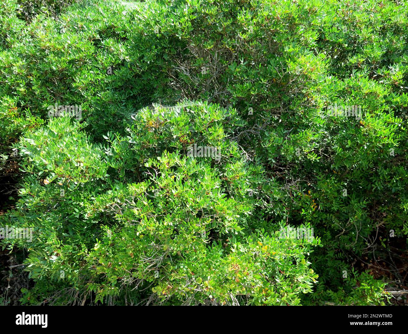 Croatian green trees and bushes makia at the rocky beach Stock Photo ...