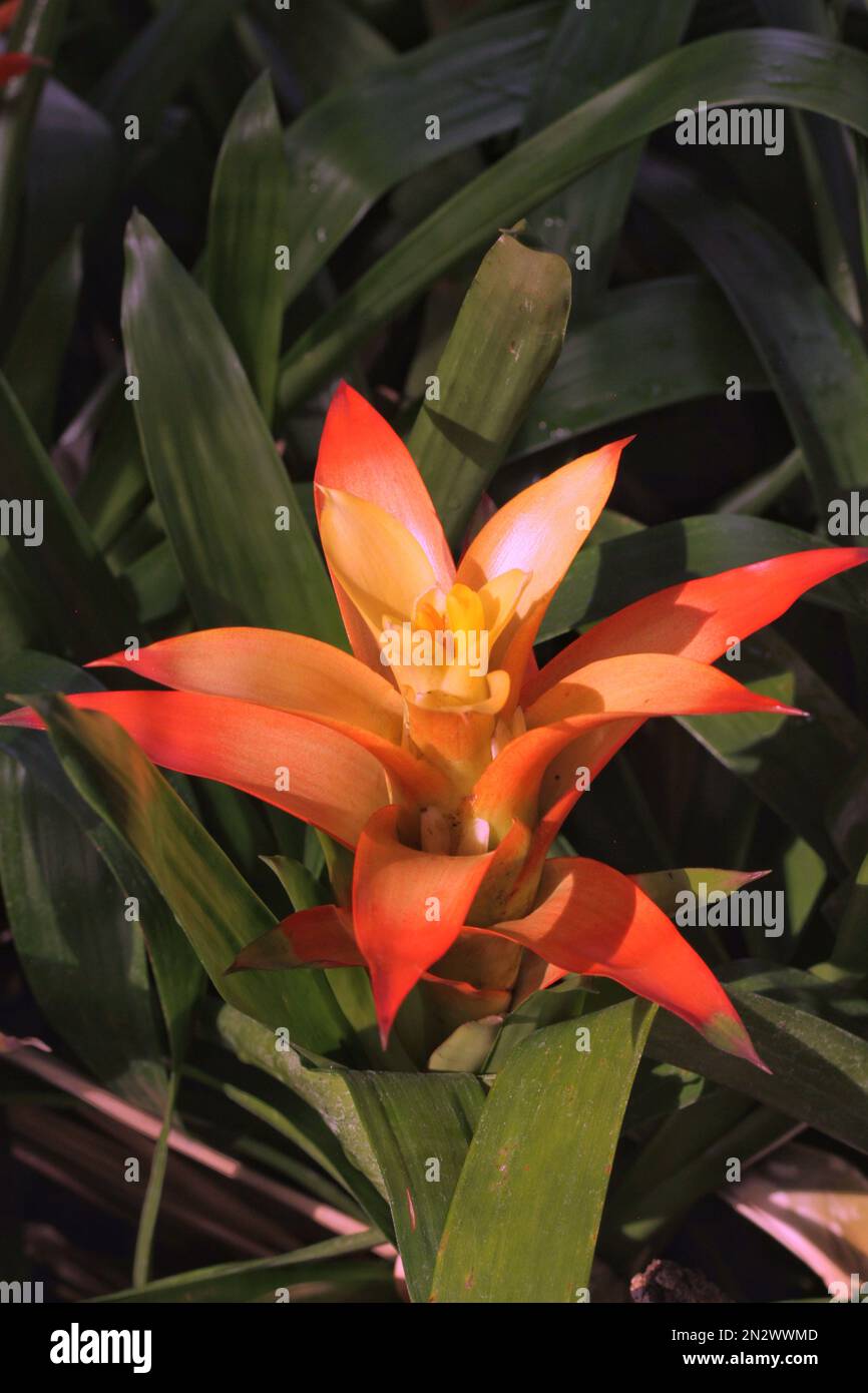 Bright orange bromeliad flower growing in the overgrown jungle Stock ...