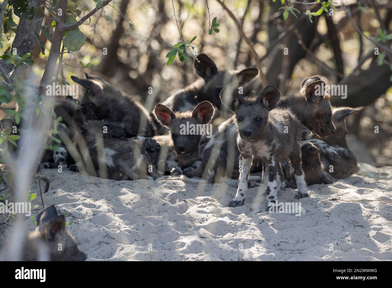 African wild dogs pups den hi-res stock photography and images - Alamy