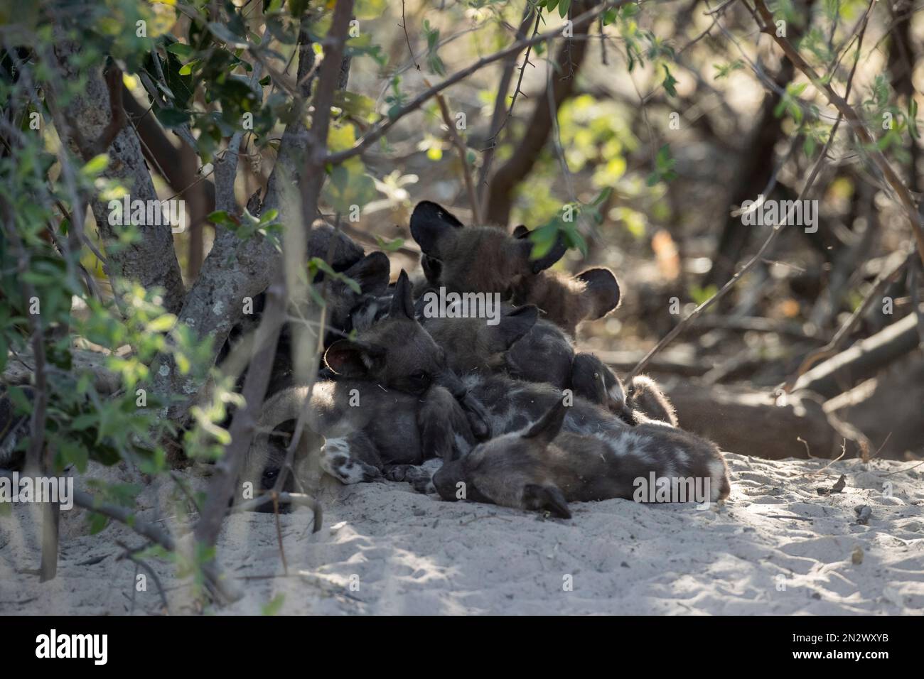 Small group african wild dogs hi-res stock photography and images - Alamy
