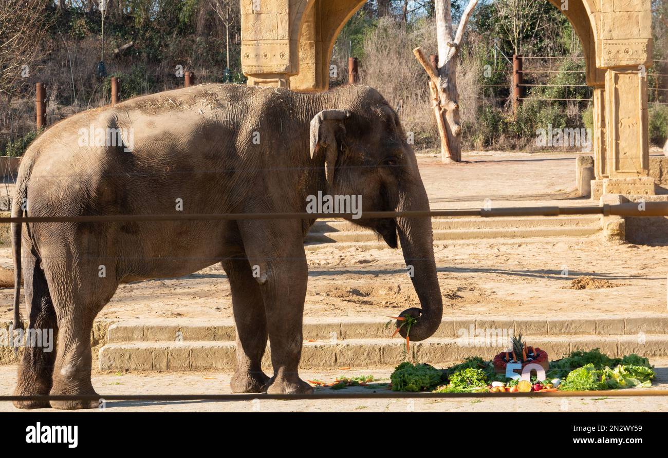 Hanover, Germany. 07th Feb, 2023. Animal keepers give Indra the ...
