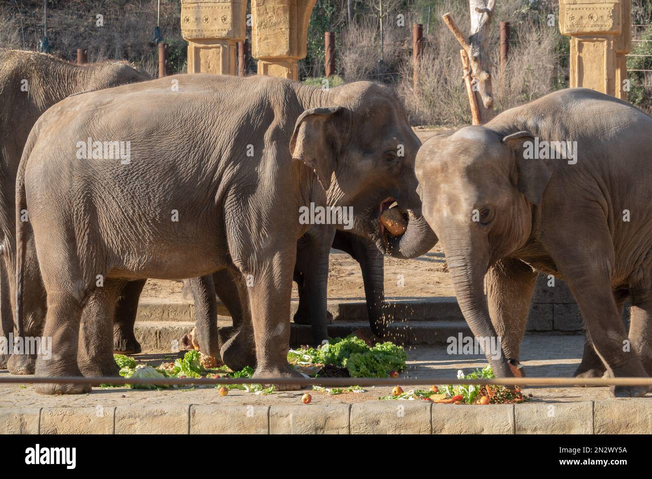 Hanover, Germany. 07th Feb, 2023. Animal keepers give Indra the ...