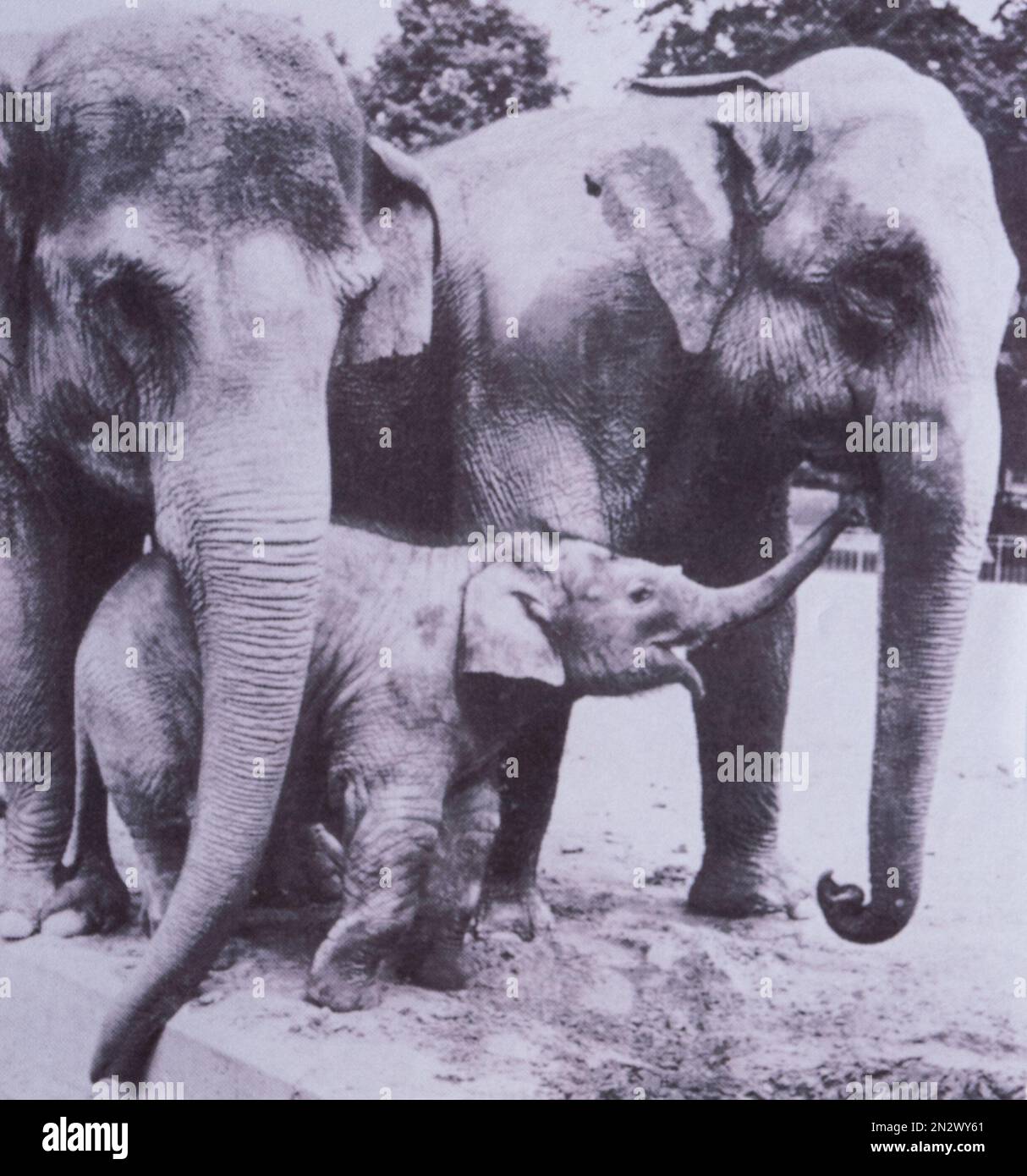 Hanover, Germany. 07th Feb, 2023. Indra the elephant cow at Hannover ...