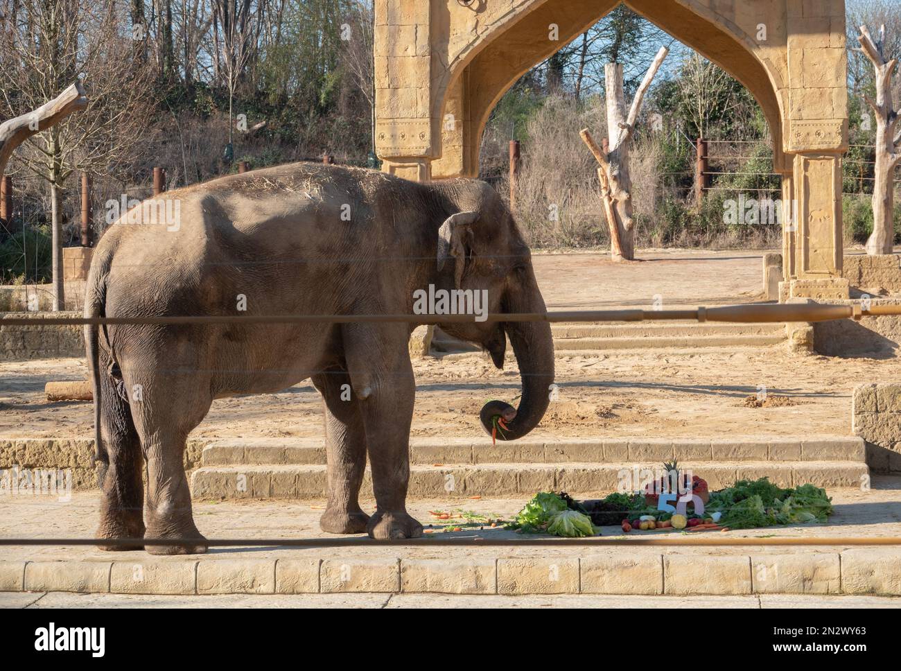 Hanover, Germany. 07th Feb, 2023. Animal keepers give Indra the ...