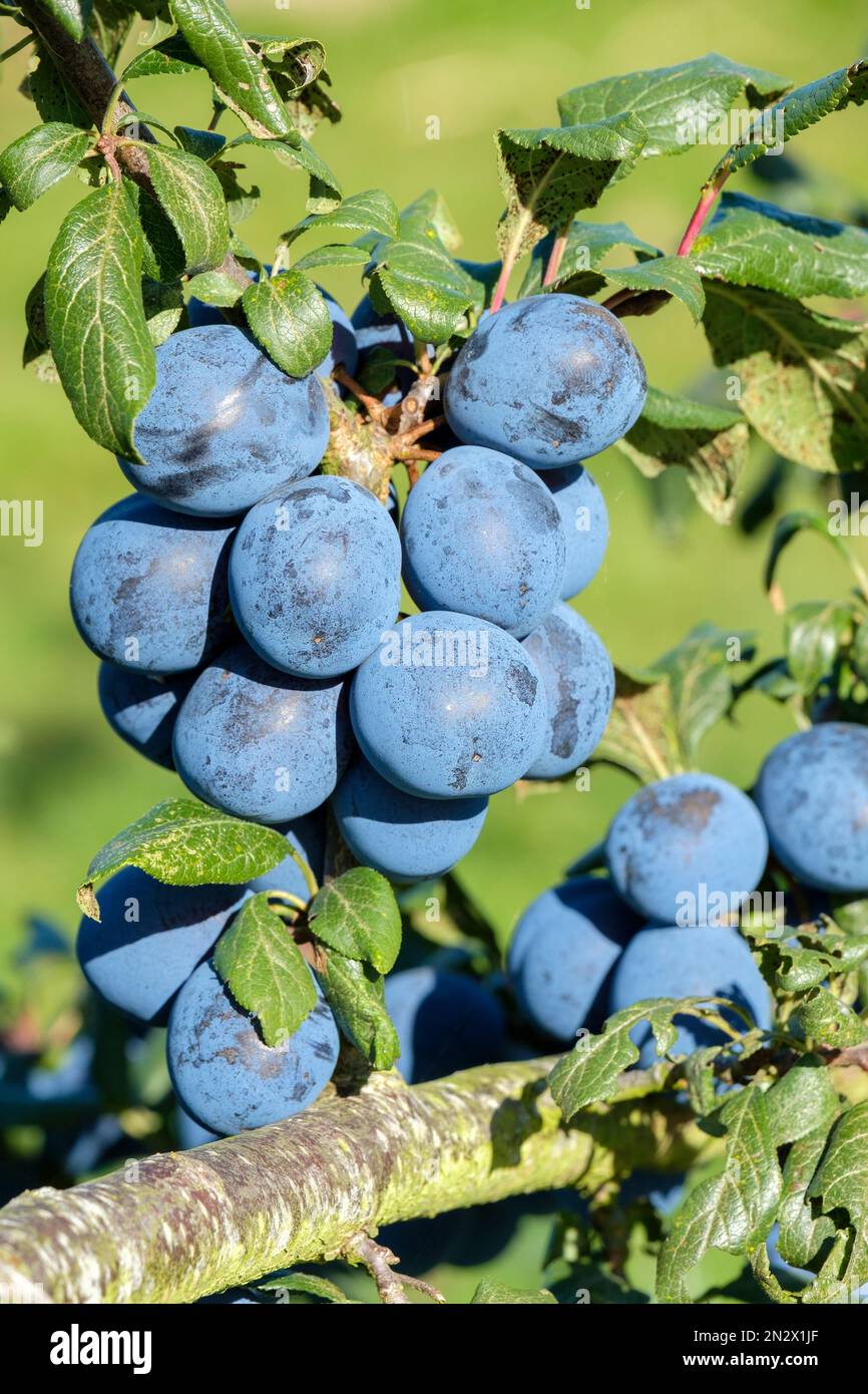Prunus domestica Langley Bullace, damson Langley Bullace, late culinary ...