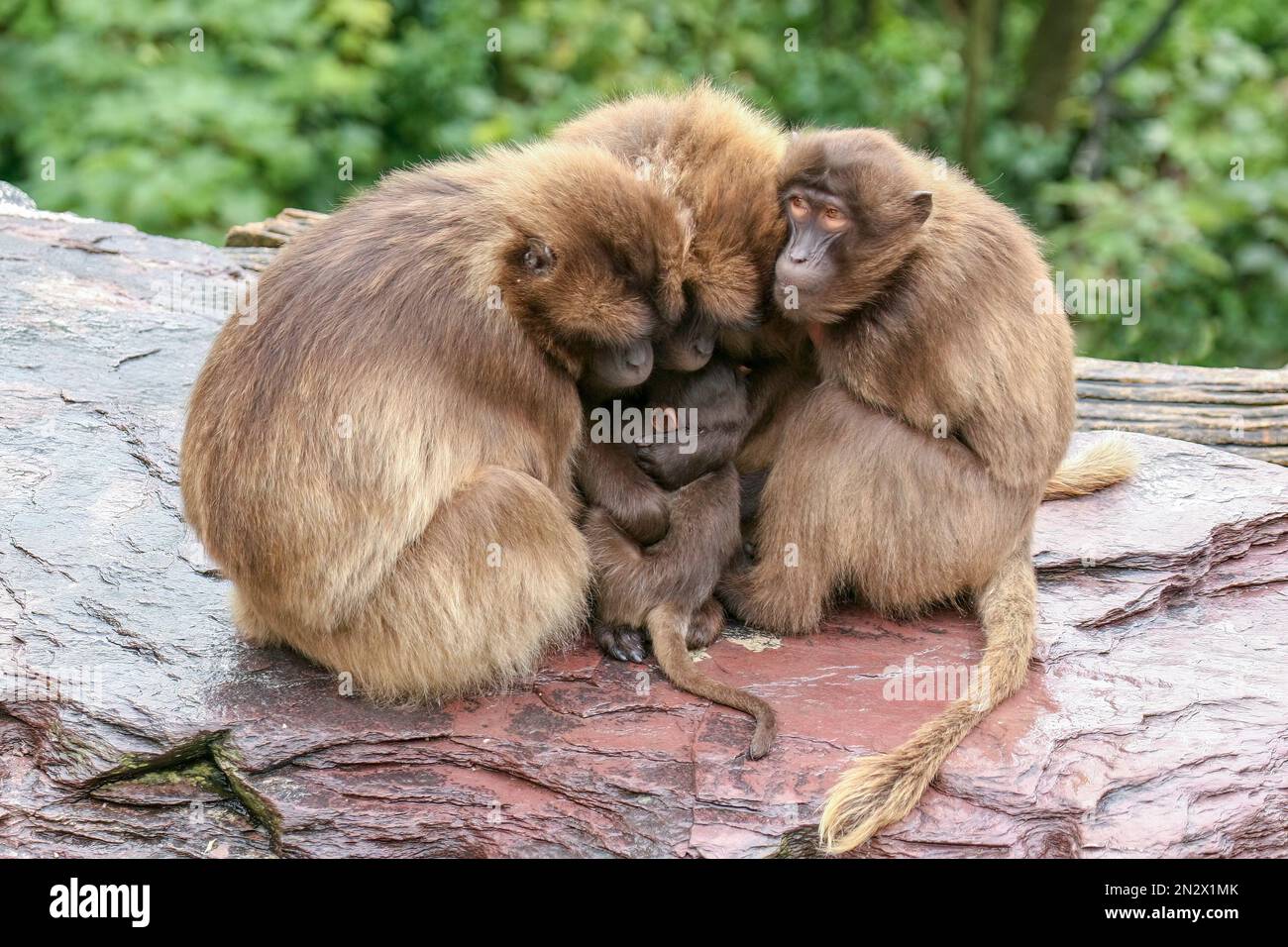 Mother ape and family protect the baby Stock Photo - Alamy