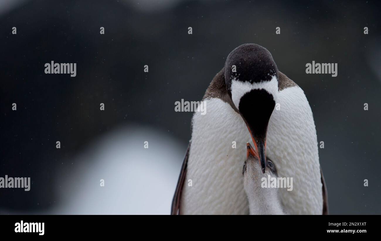 In this Jan. 22, 2015 photo, a Gentoo penguin regurgitates food to feed ...