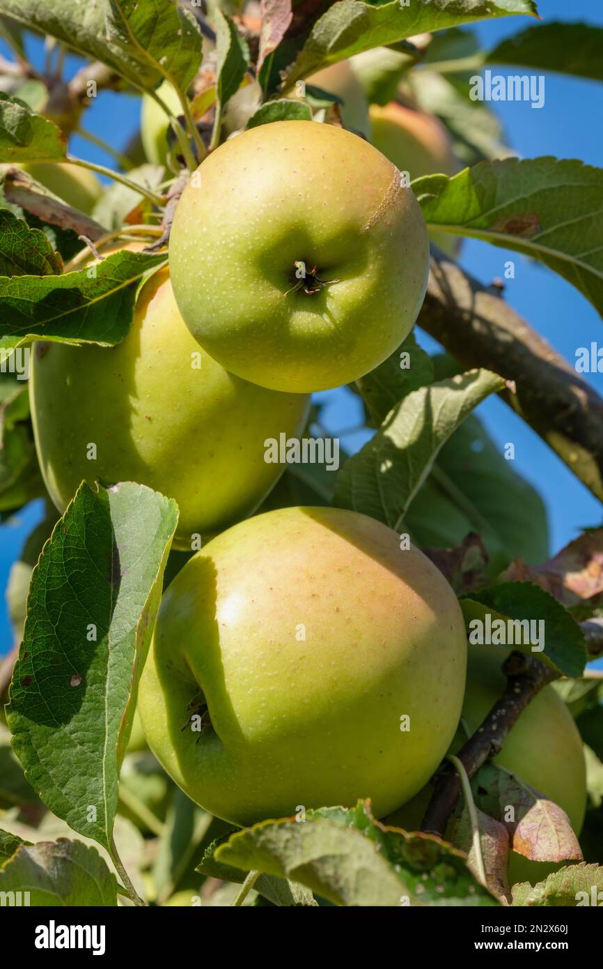 Gold rush hi-res stock photography and images - Alamy