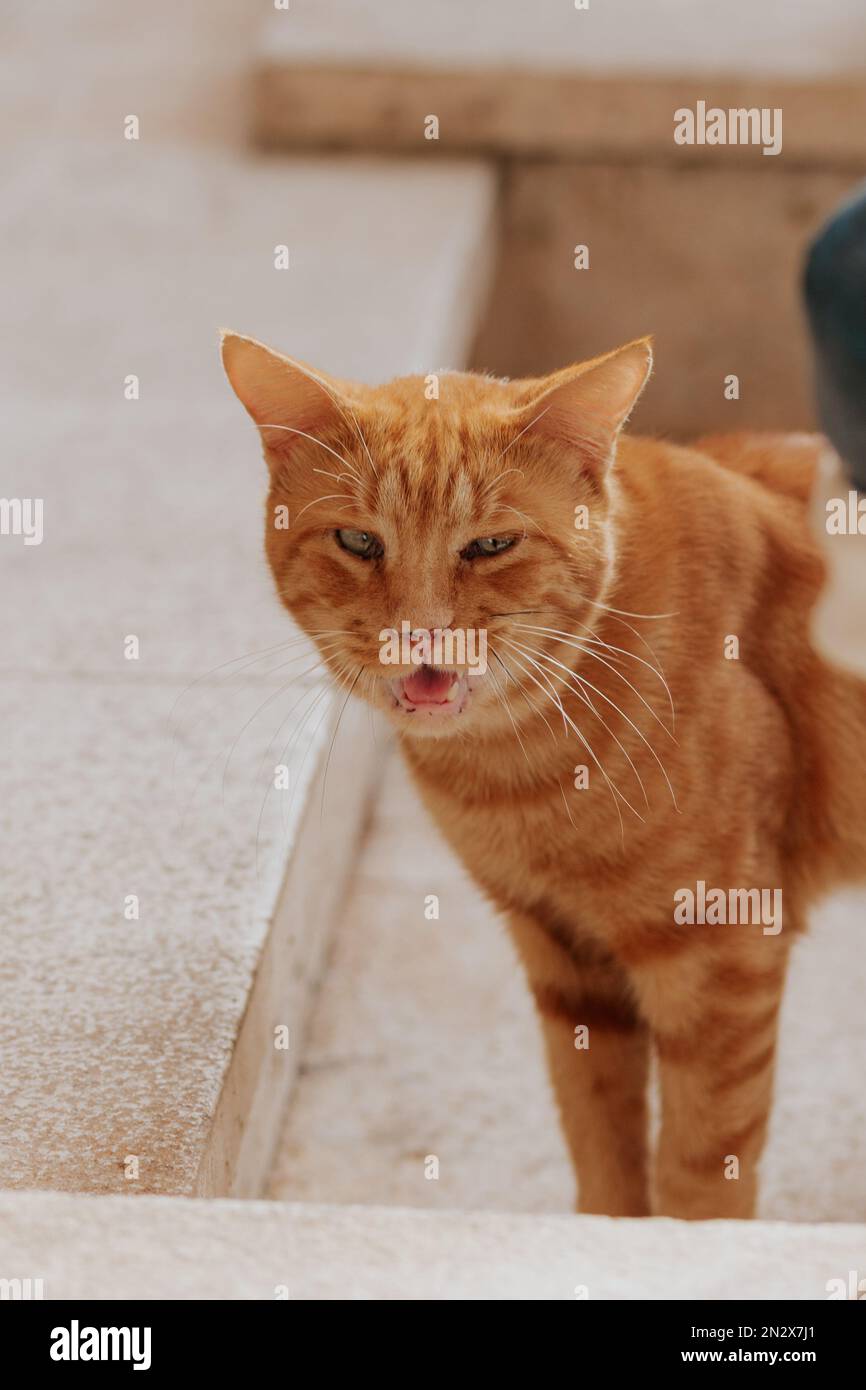 Cute cat in the city Stock Photo - Alamy