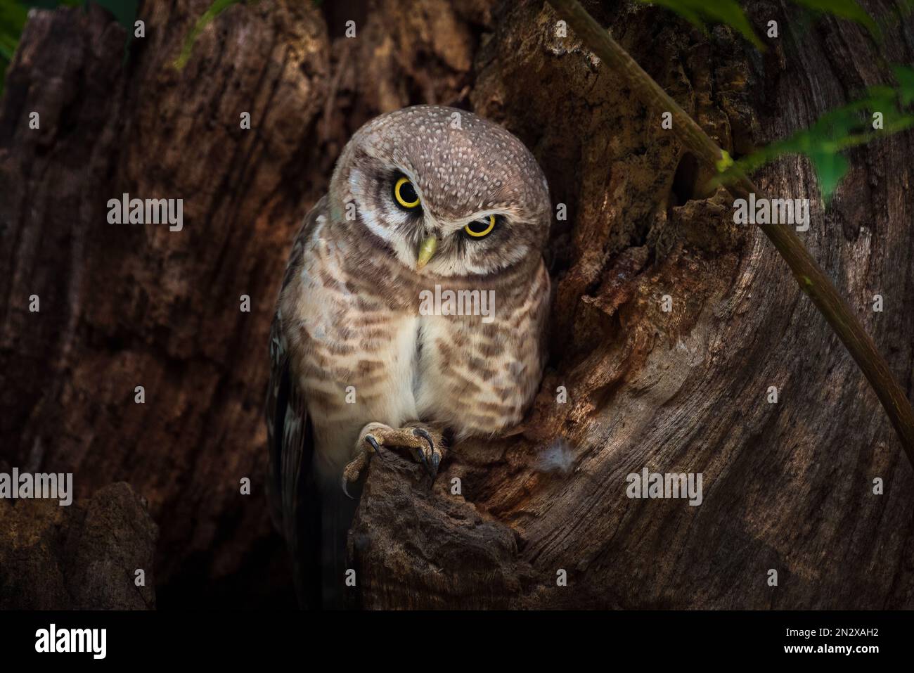 Angry eyes. India: SPOT THE camouflaged owlet, hidden amongst the trees ...
