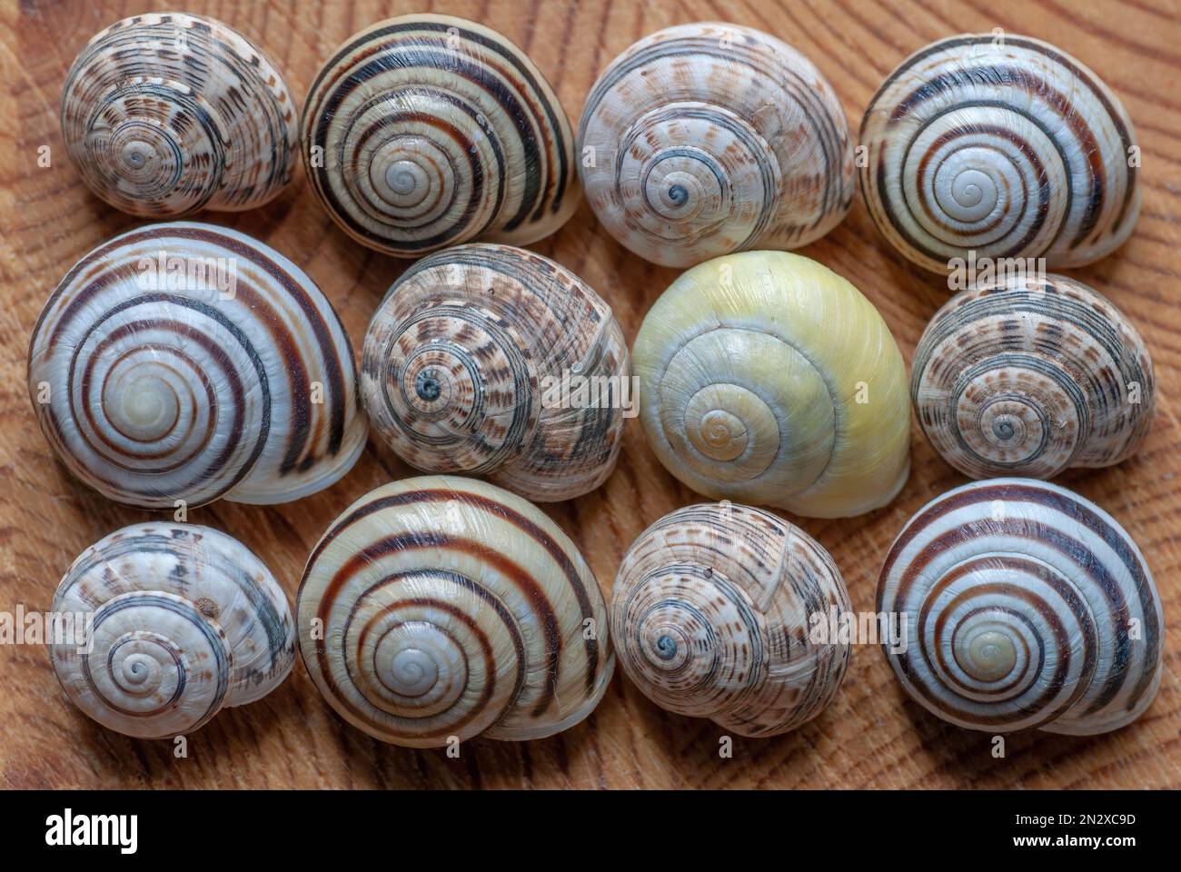 Snailhouse pattern, Snail houses on wood, Schneckenhäuser auf Holz ...