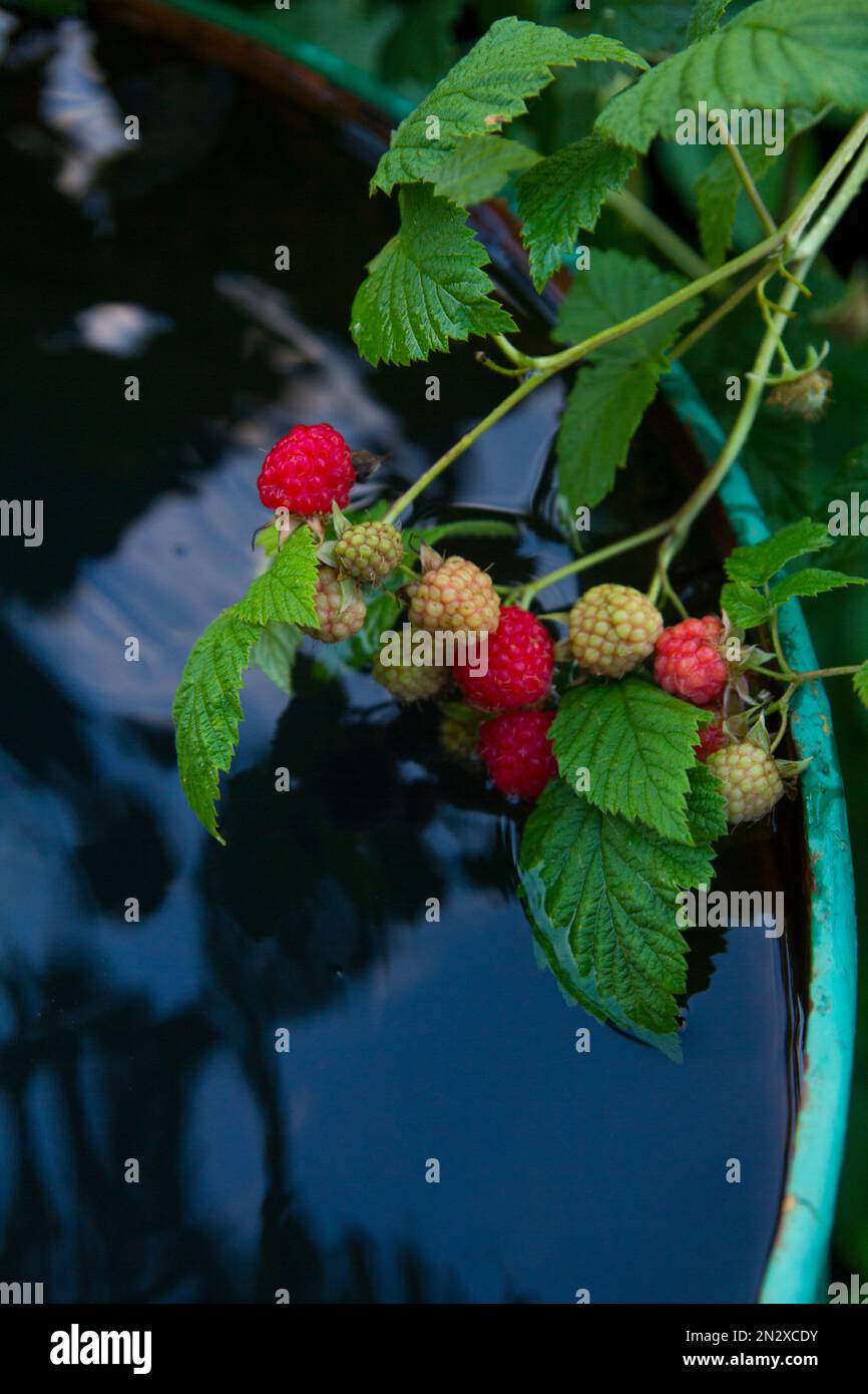 Branch with a raspberry berry in a barrel of rainwater.Branch with a ...