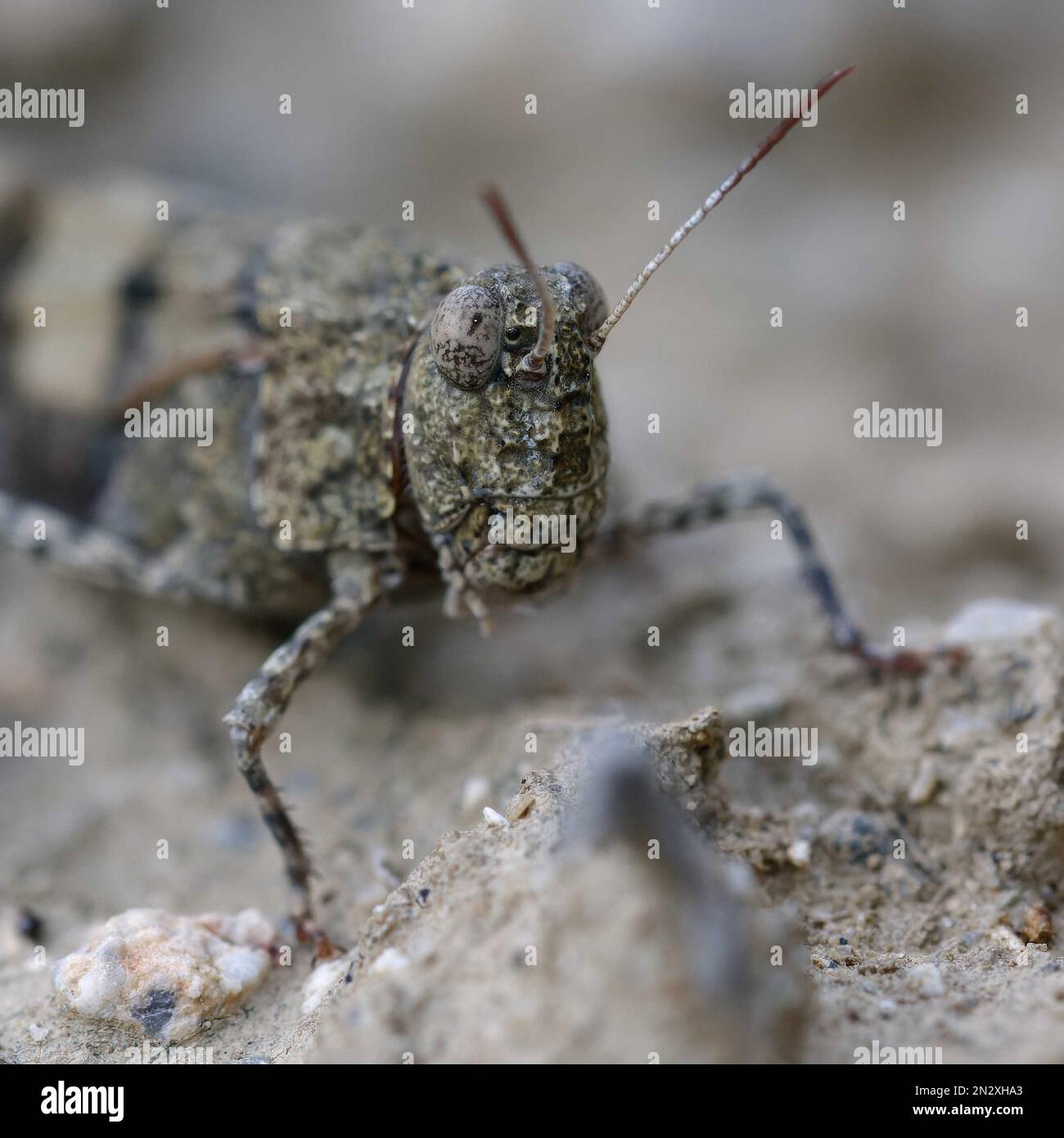 Grasshopper (Sphingonotus caerulans) on the ground Stock Photo - Alamy
