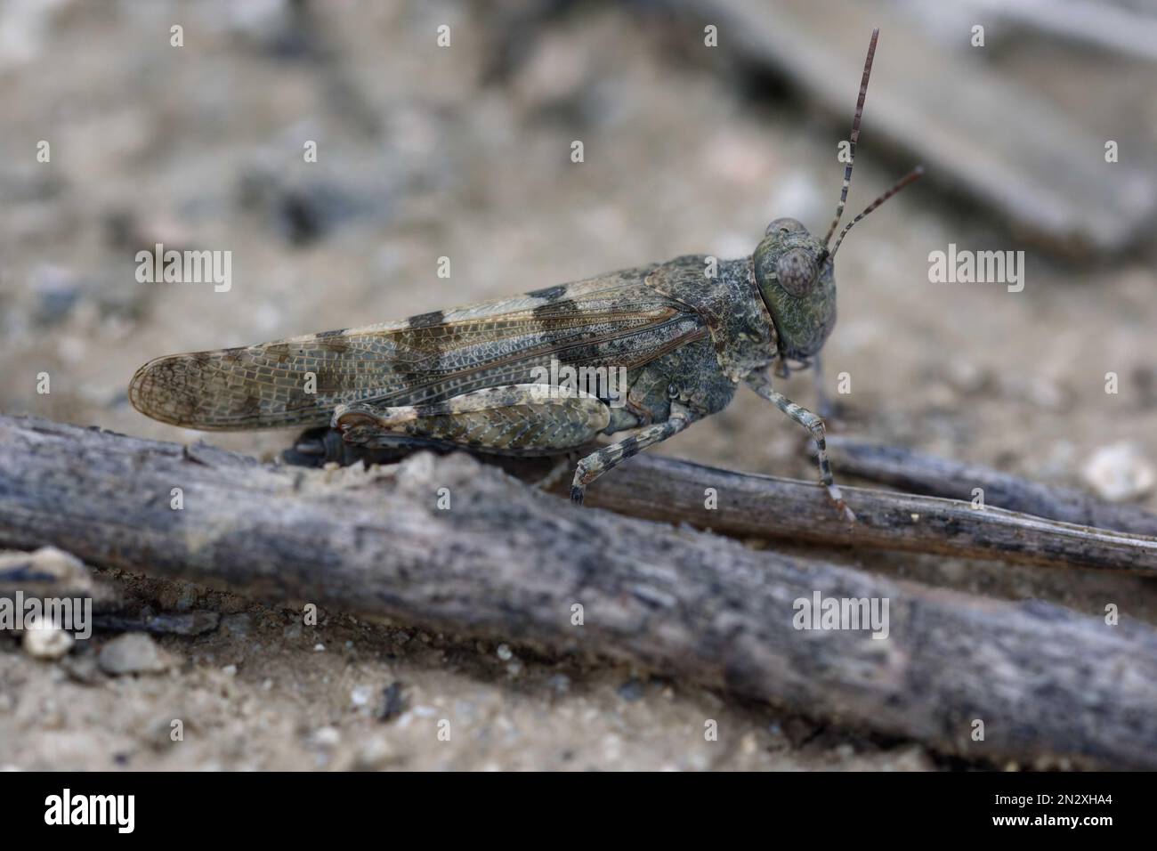 Grasshopper (Sphingonotus caerulans) on the ground Stock Photo - Alamy