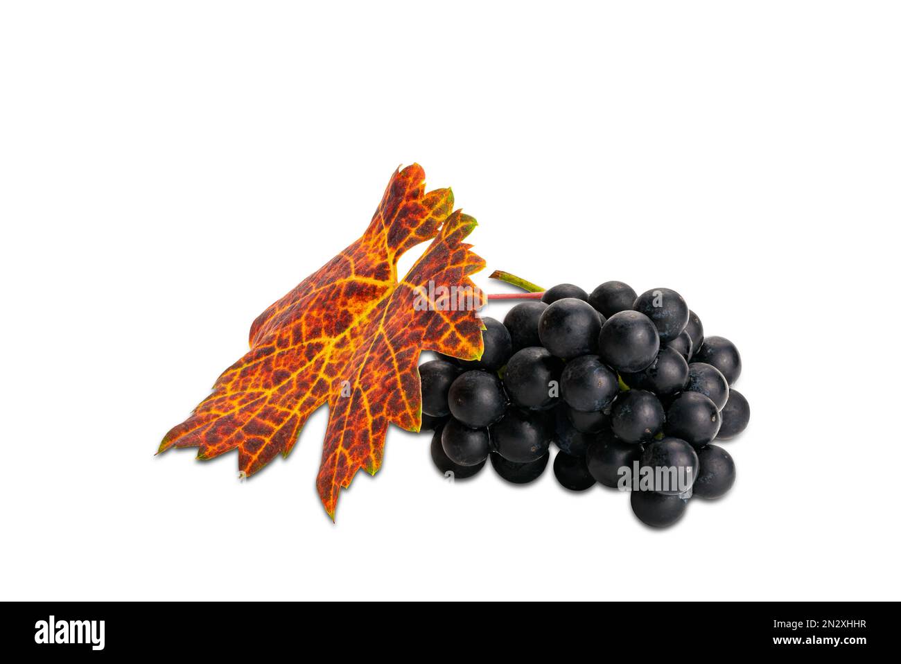 Side view bunch of ripe purple black grapes with colorful leaf isolated ...