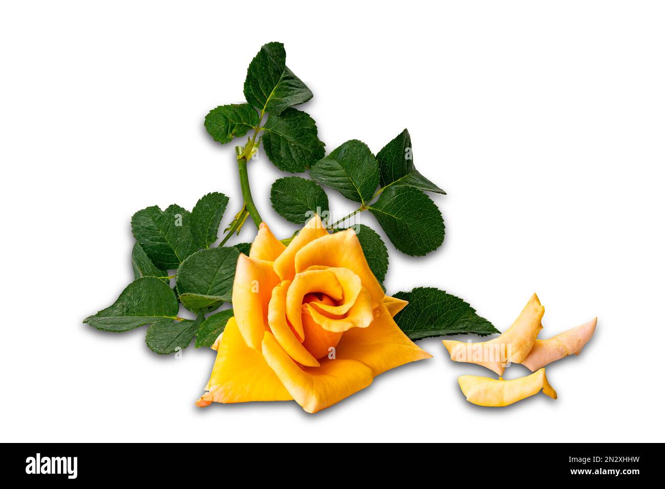 Stde view of blooming yellow rose with green leaves isolated on white ...