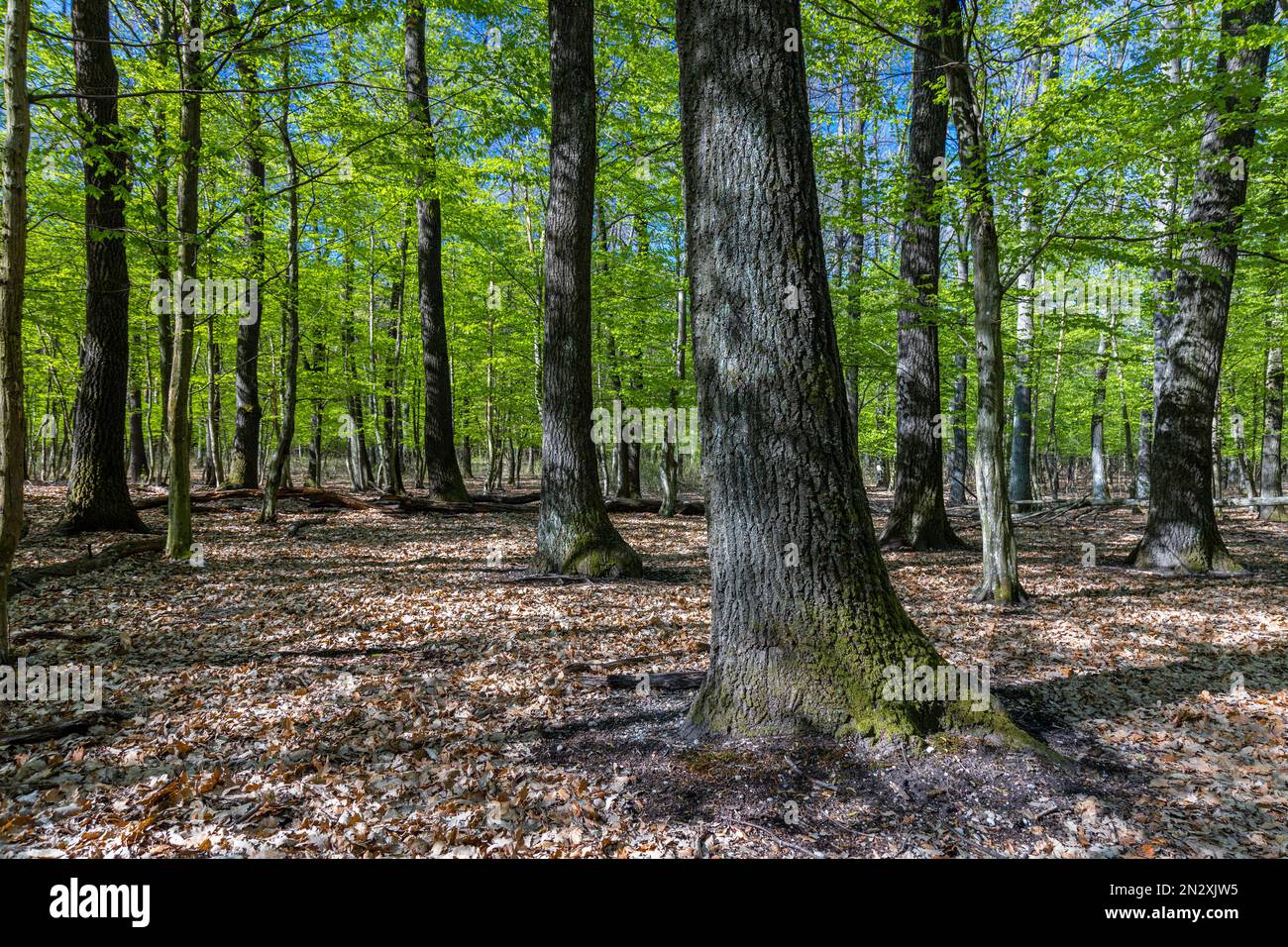 Springtime in a sessile oak (Quercus petraea) forest in Hungary Stock ...