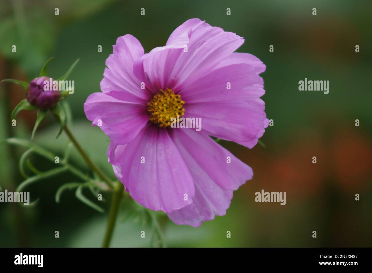 Schmuckkorbchen hi-res stock photography and images - Alamy