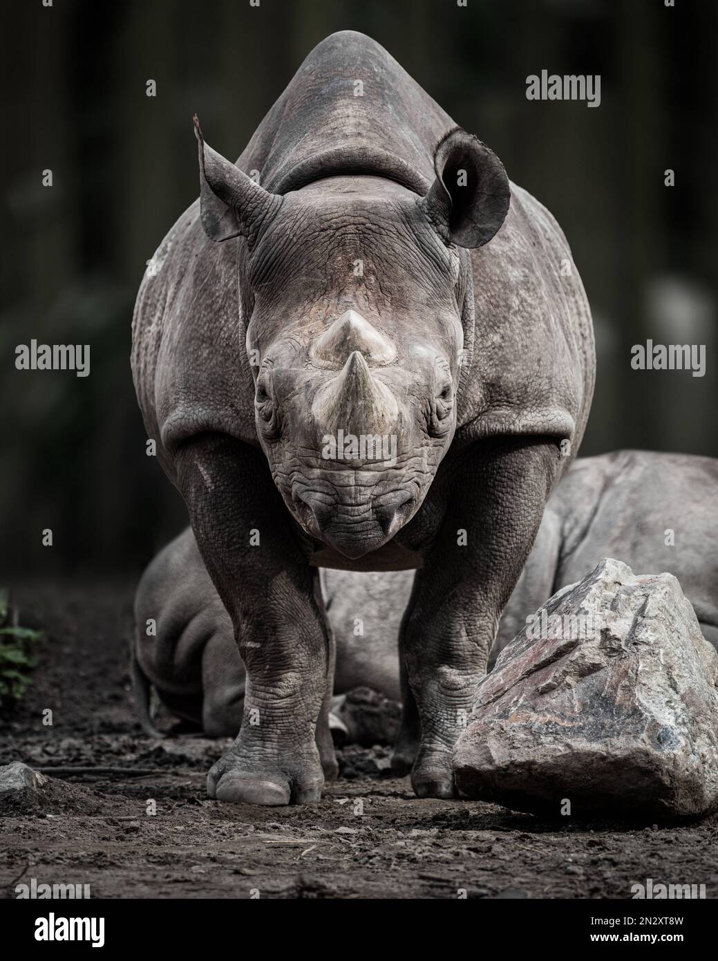 A baby rhino. THESE INCREDIBLE images get up close and personal with ...