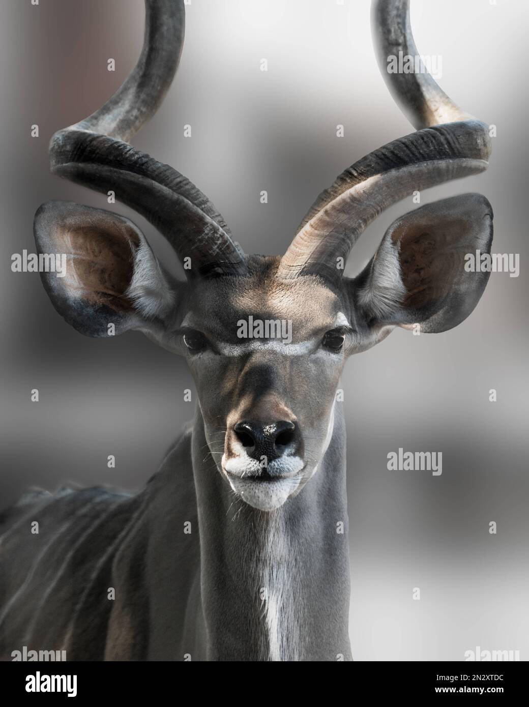 A portrait from Pascal Maranus. THESE INCREDIBLE images get up close ...