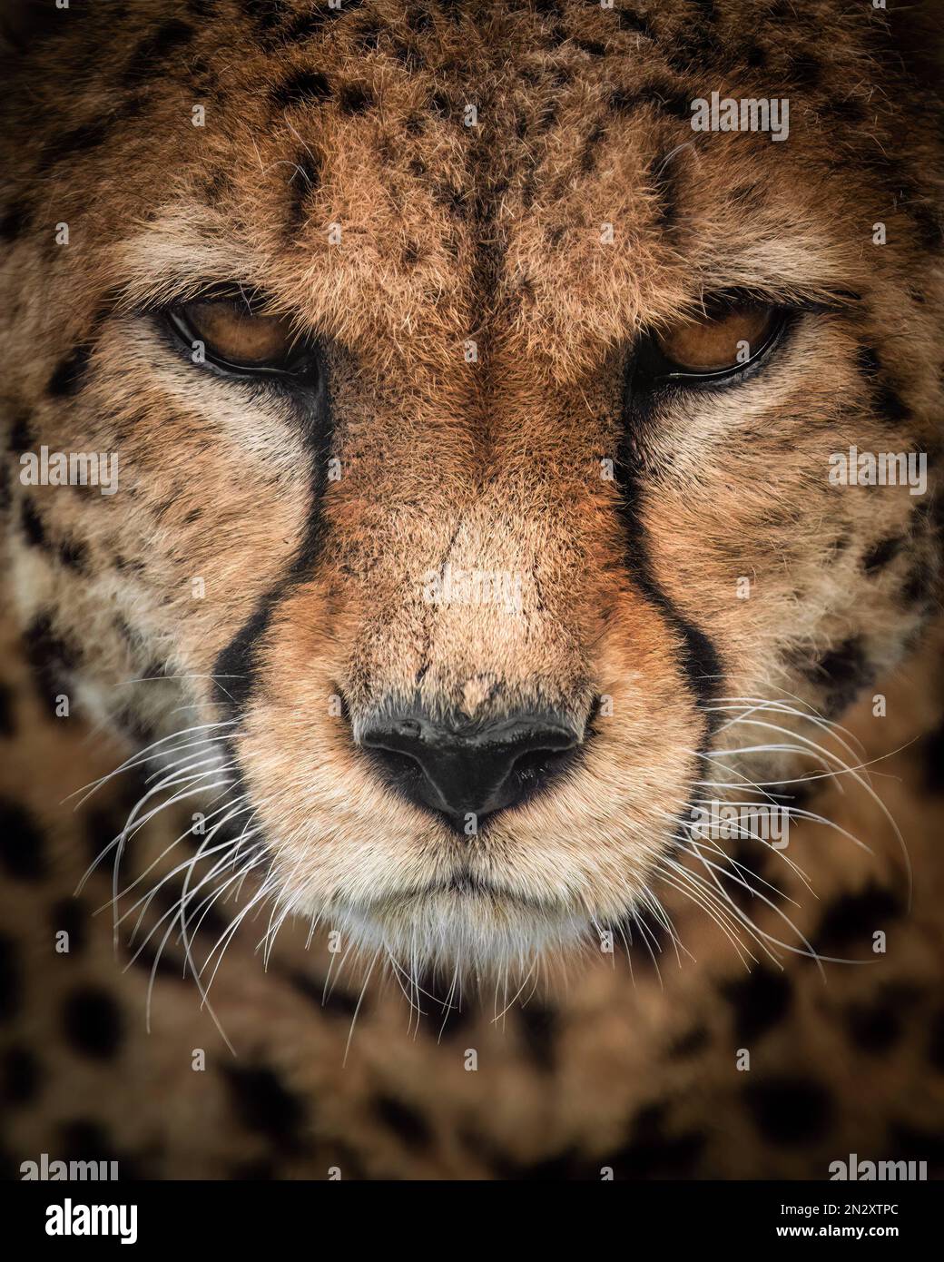 An angry cheetah. THESE INCREDIBLE images get up close and personal ...