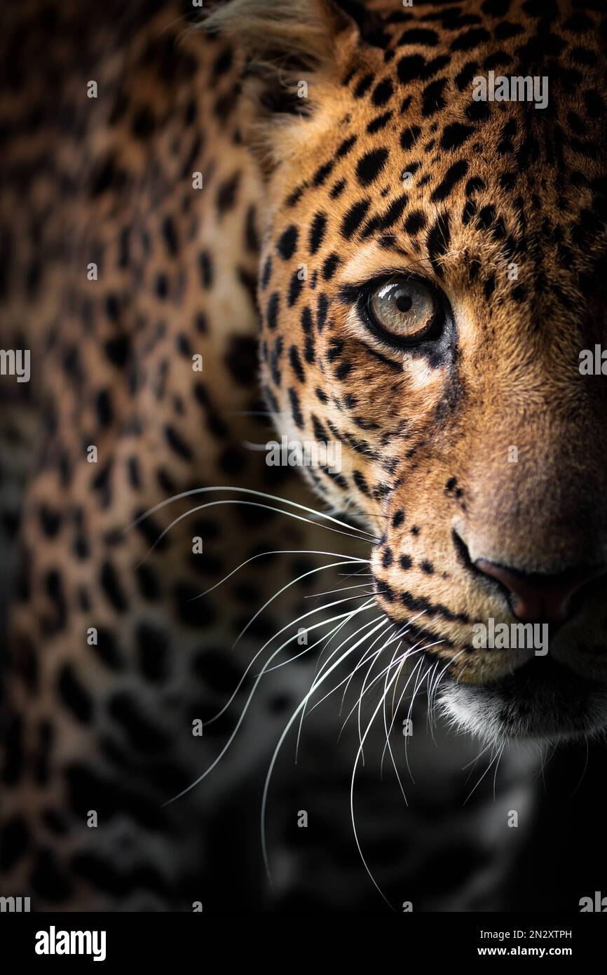 A curious leopard.THESE INCREDIBLE images get up close and personal ...