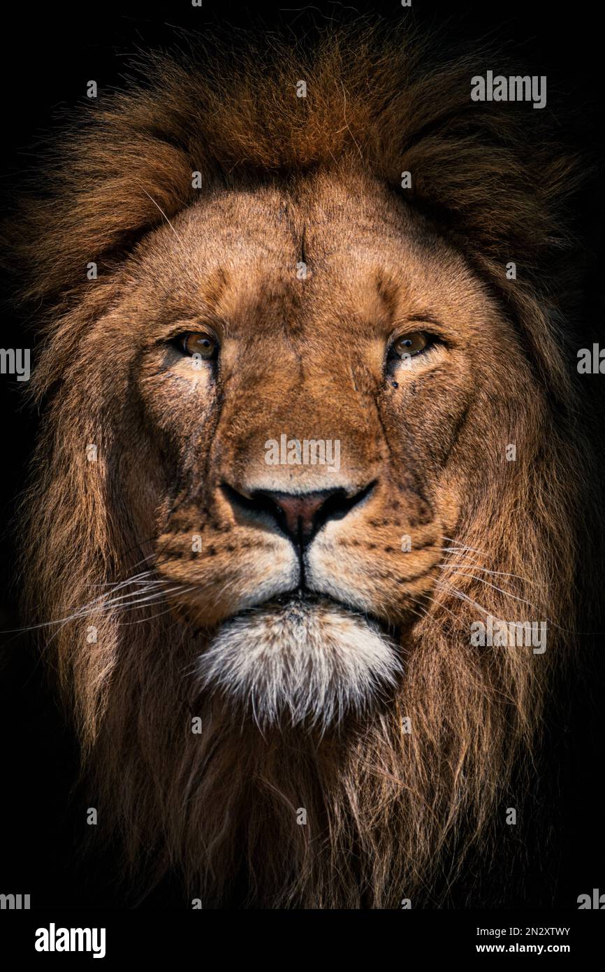 A proud lion. THESE INCREDIBLE images get up close and personal with ...