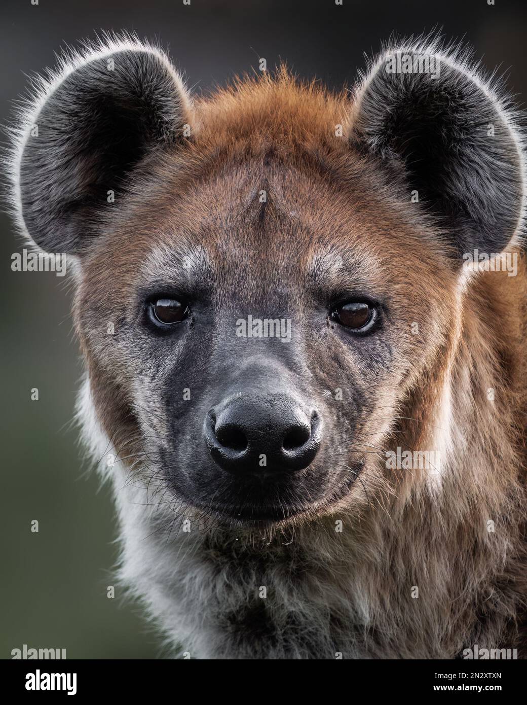A hyena stare. THESE INCREDIBLE images get up close and personal with ...