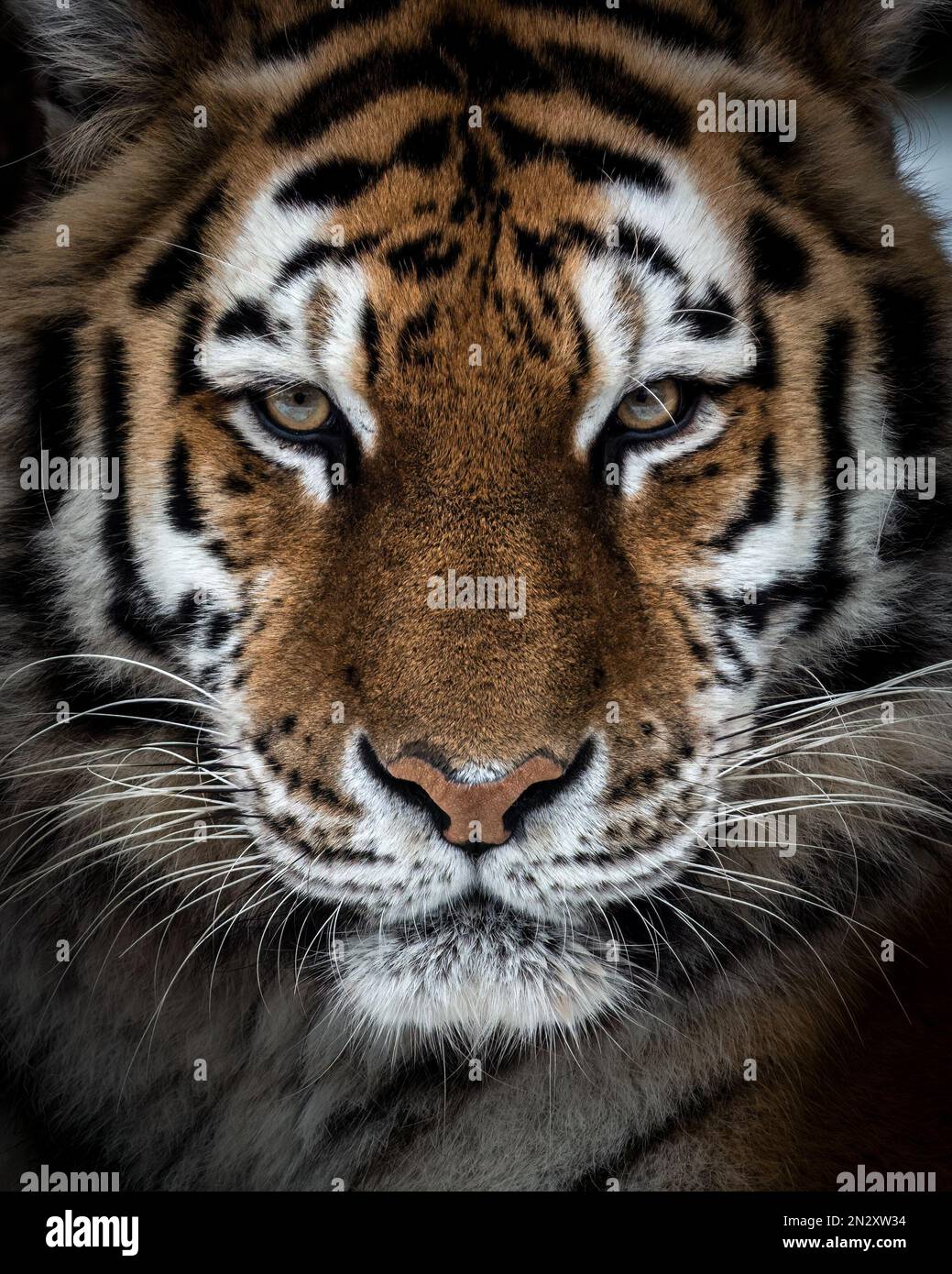 A tiger stare. THESE INCREDIBLE images get up close and personal with these stunning animals ...