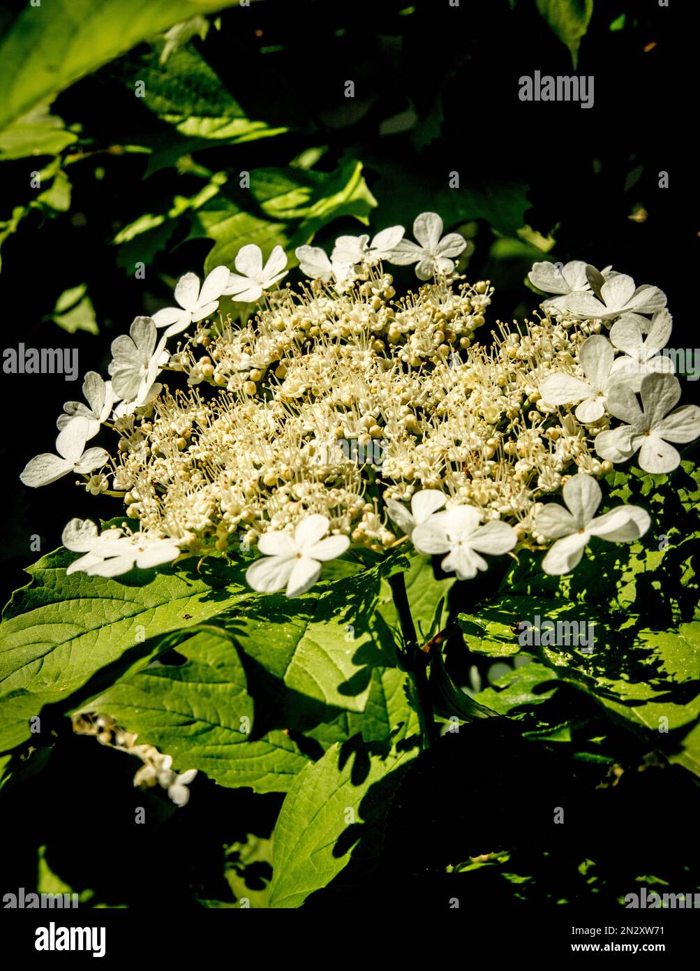 branches of blooming viburnum summer in June Stock Photo - Alamy