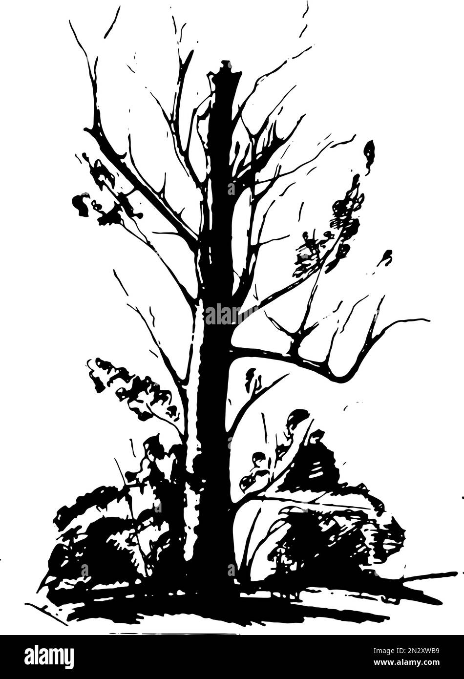 black tree silhouette isolated on white background, vector Stock Vector ...