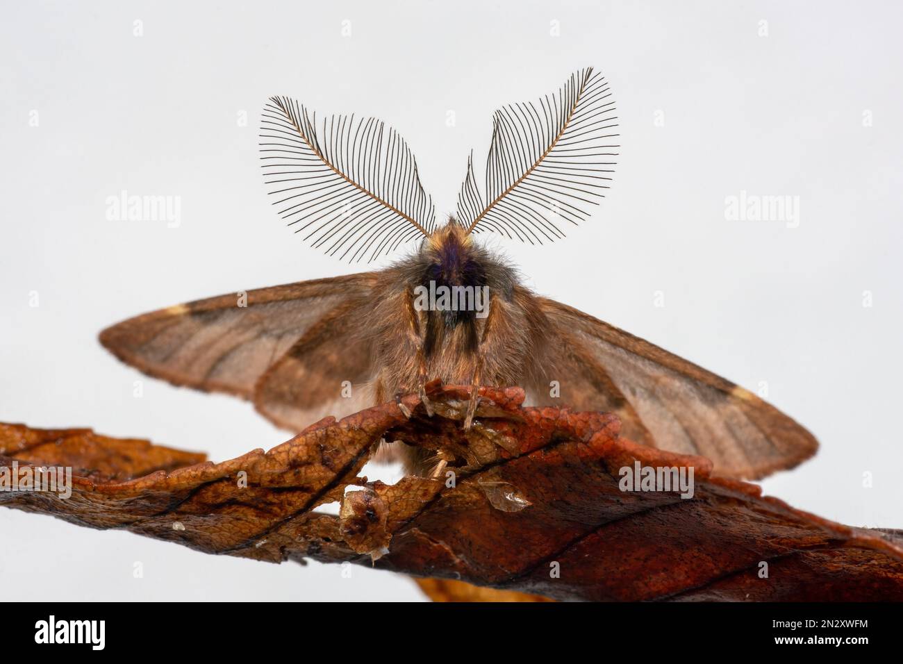 Frostspinner hi-res stock photography and images - Alamy