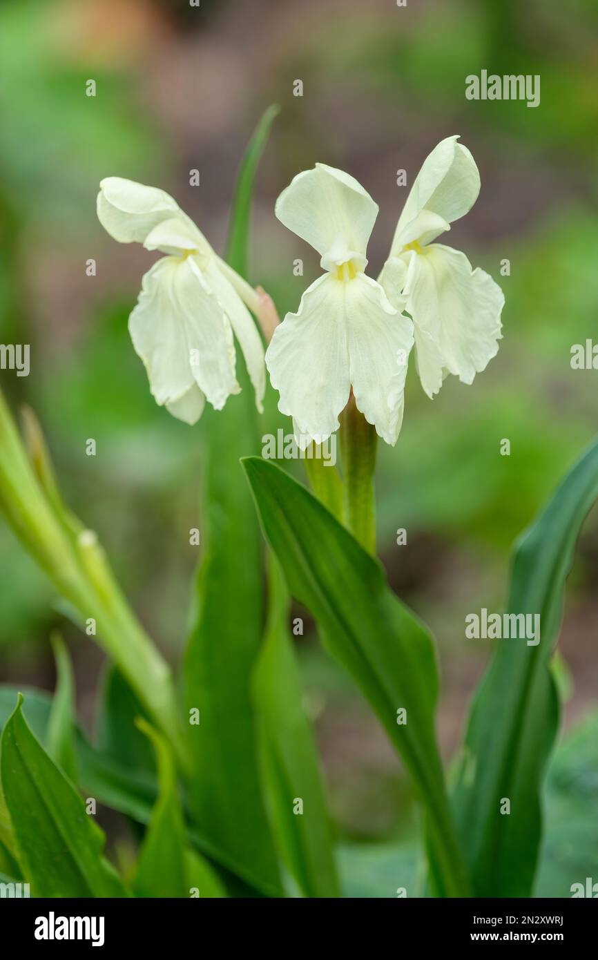 Roscoea cautleyoides kew form hi-res stock photography and images - Alamy