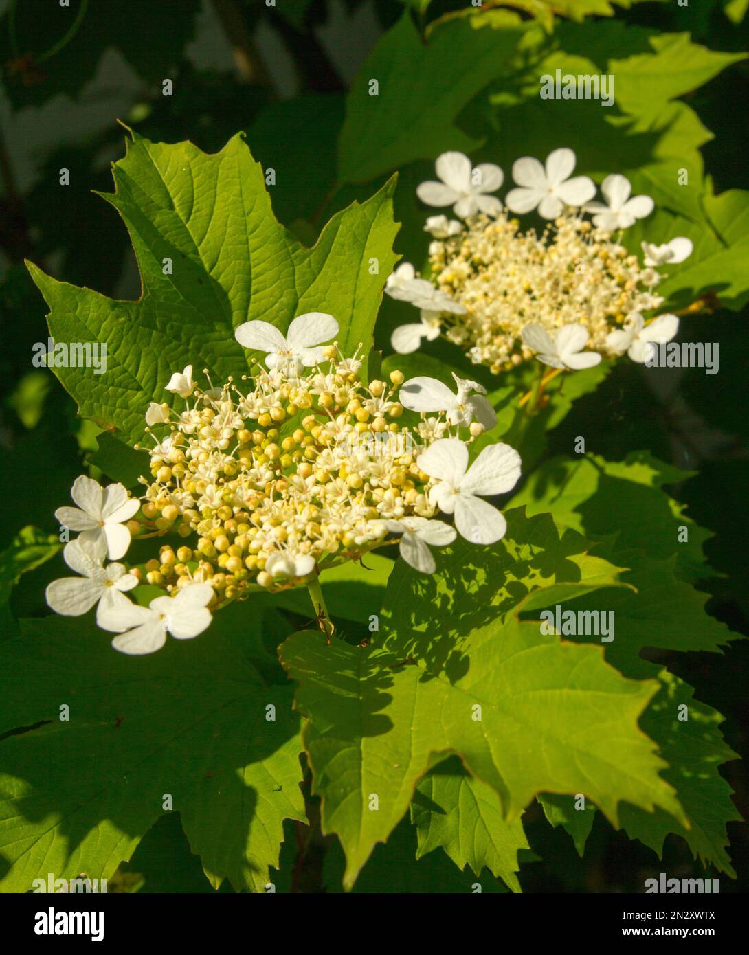 branches of blooming viburnum summer in June Stock Photo - Alamy